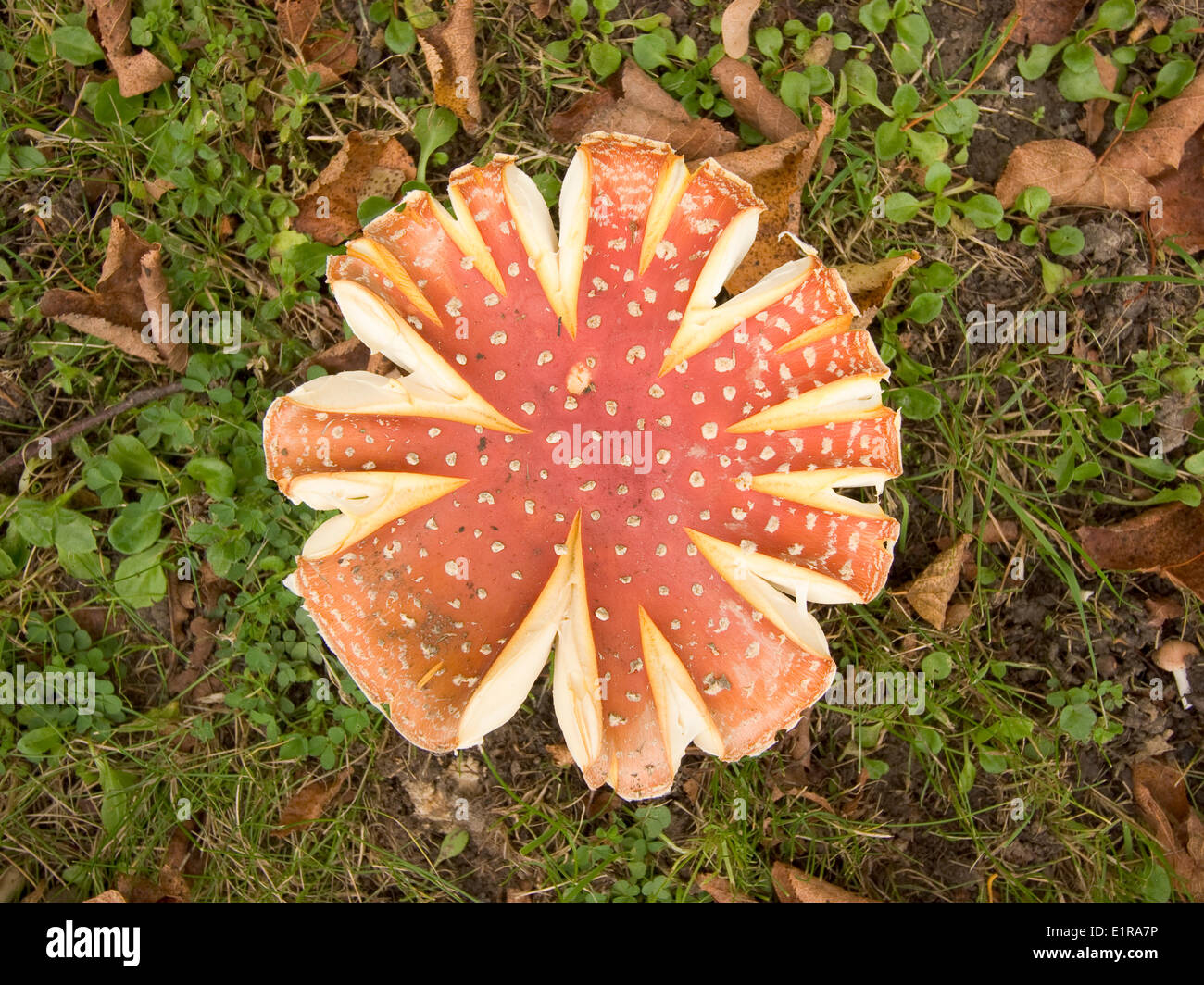 Top view of a dried Fly Agaric Stock Photo - Alamy