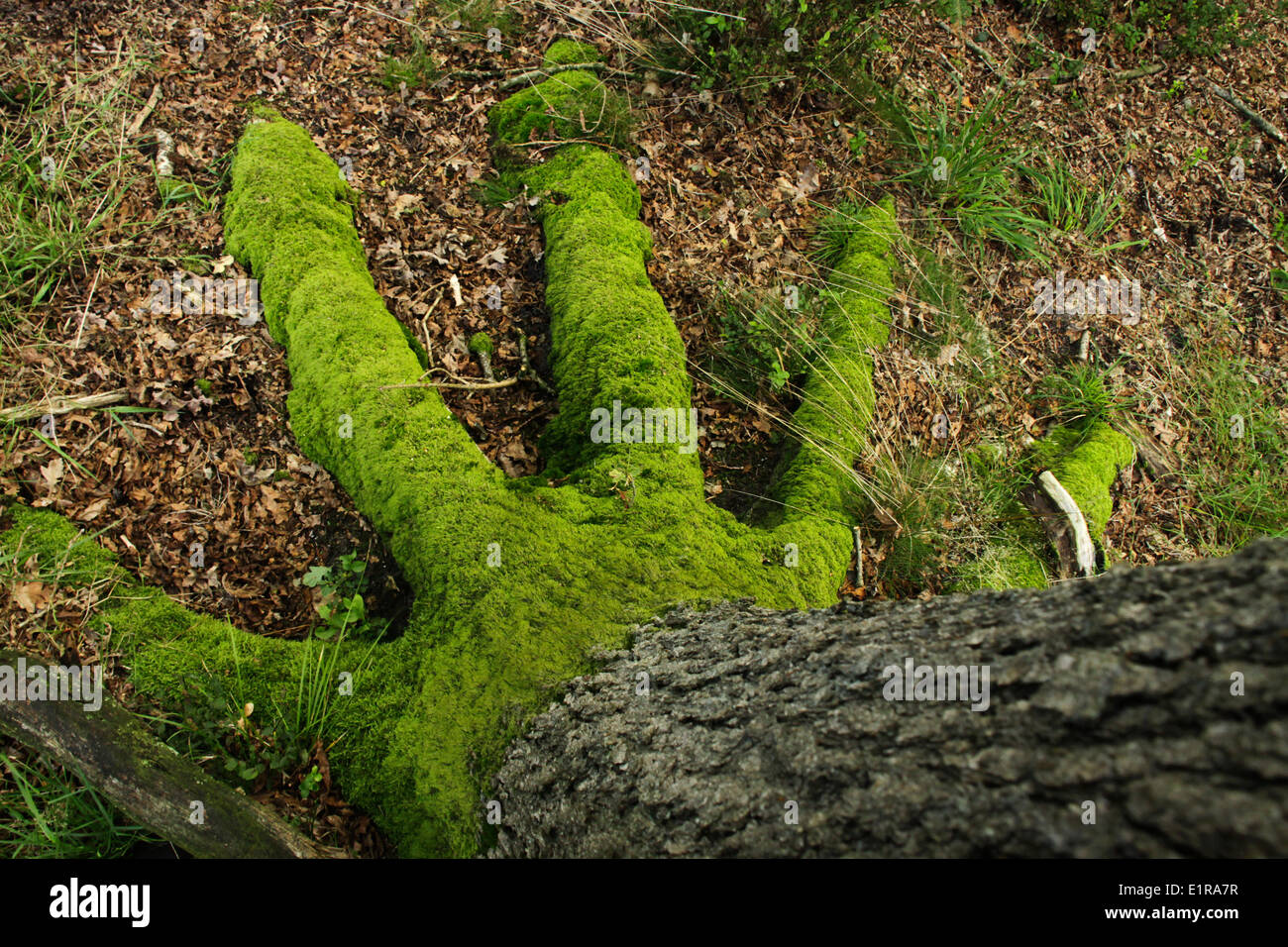 Oak tree roots hand hi-res stock photography and images - Alamy