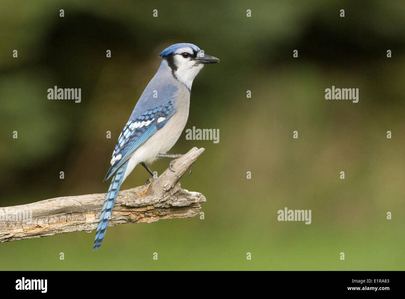 A Blue Jay sitting on a branch Stock Photo - Alamy