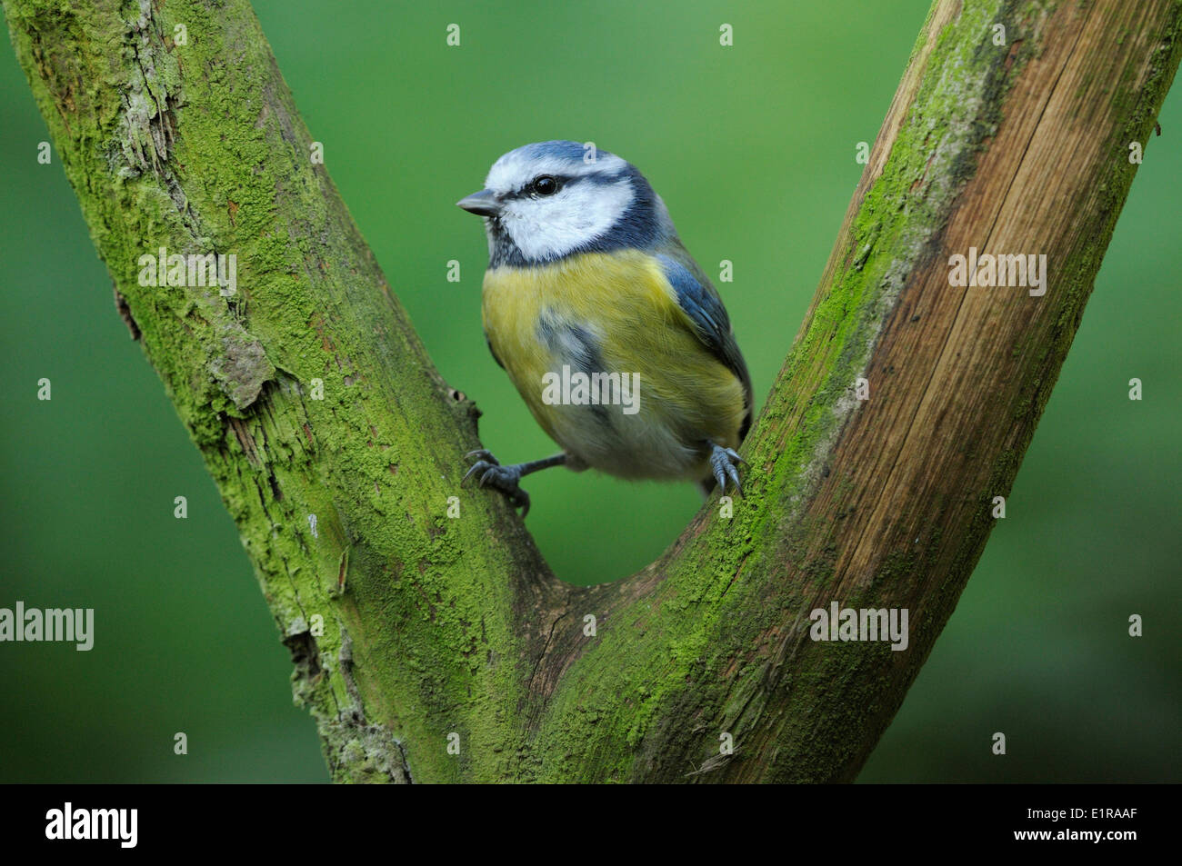 Blue Tit perched in V-shaped branch Stock Photo - Alamy