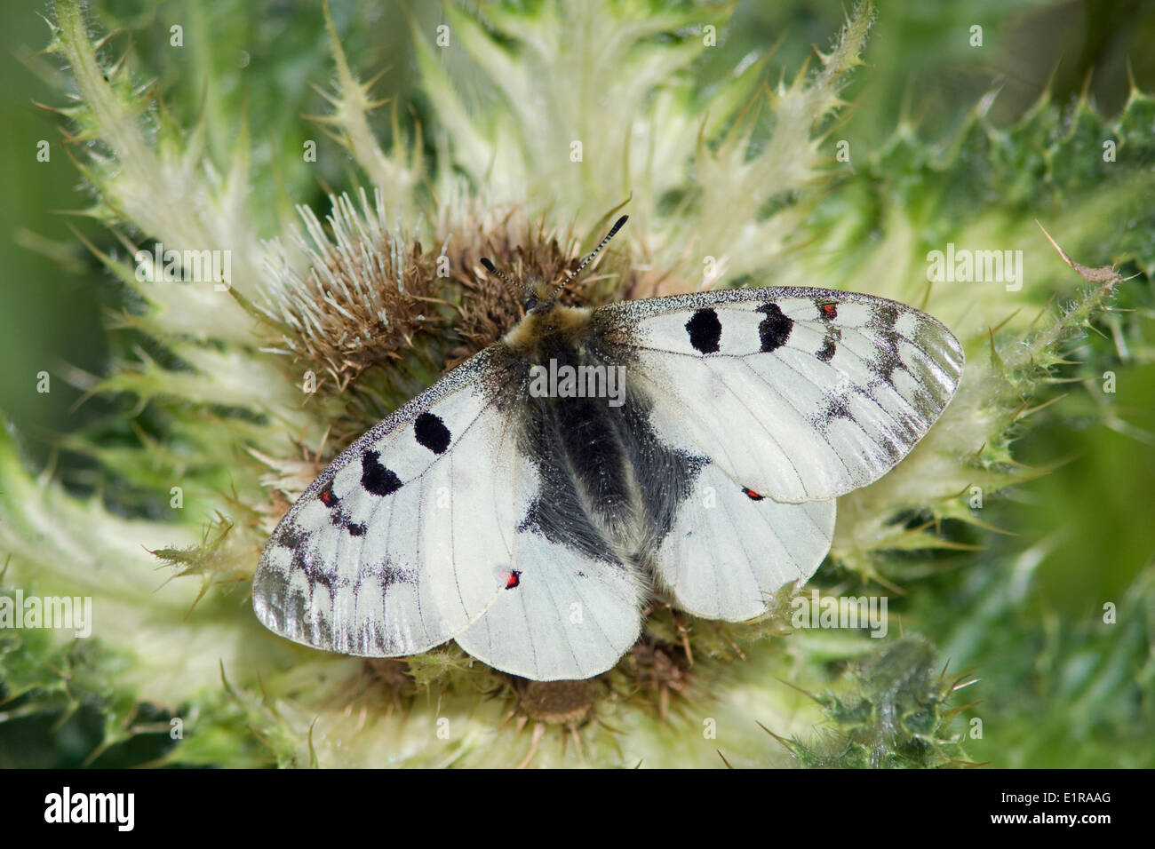 Phoebus apollo parnassius phoebus hi-res stock photography and images ...