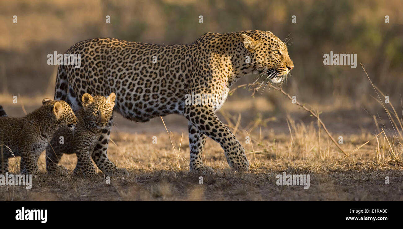 Leopard with cubs in the Masai Mara in Kenia Stock Photo - Alamy