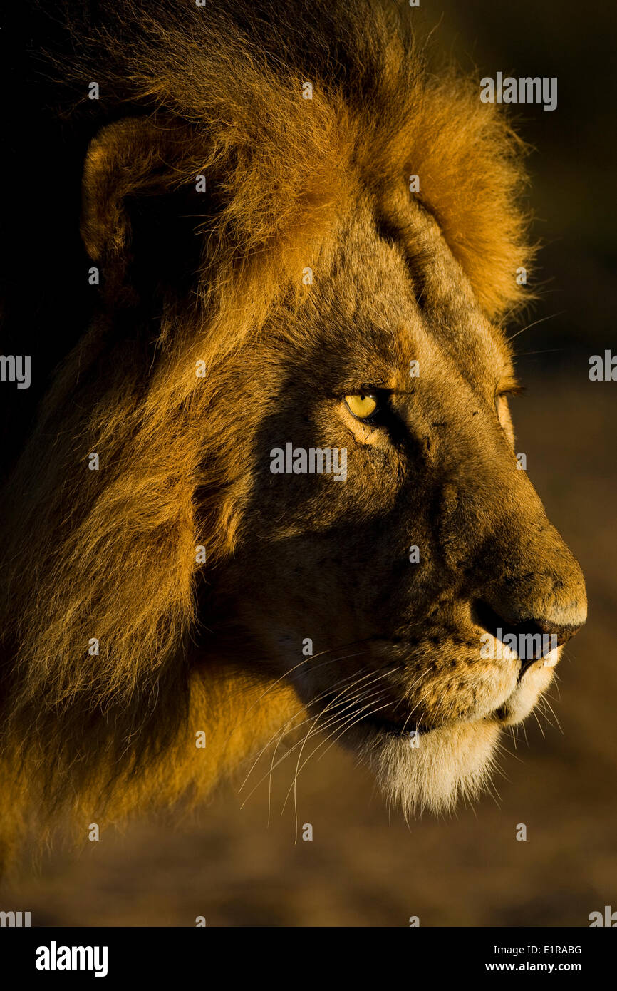 Lion at sunset looking over the savannah for prey Stock Photo - Alamy