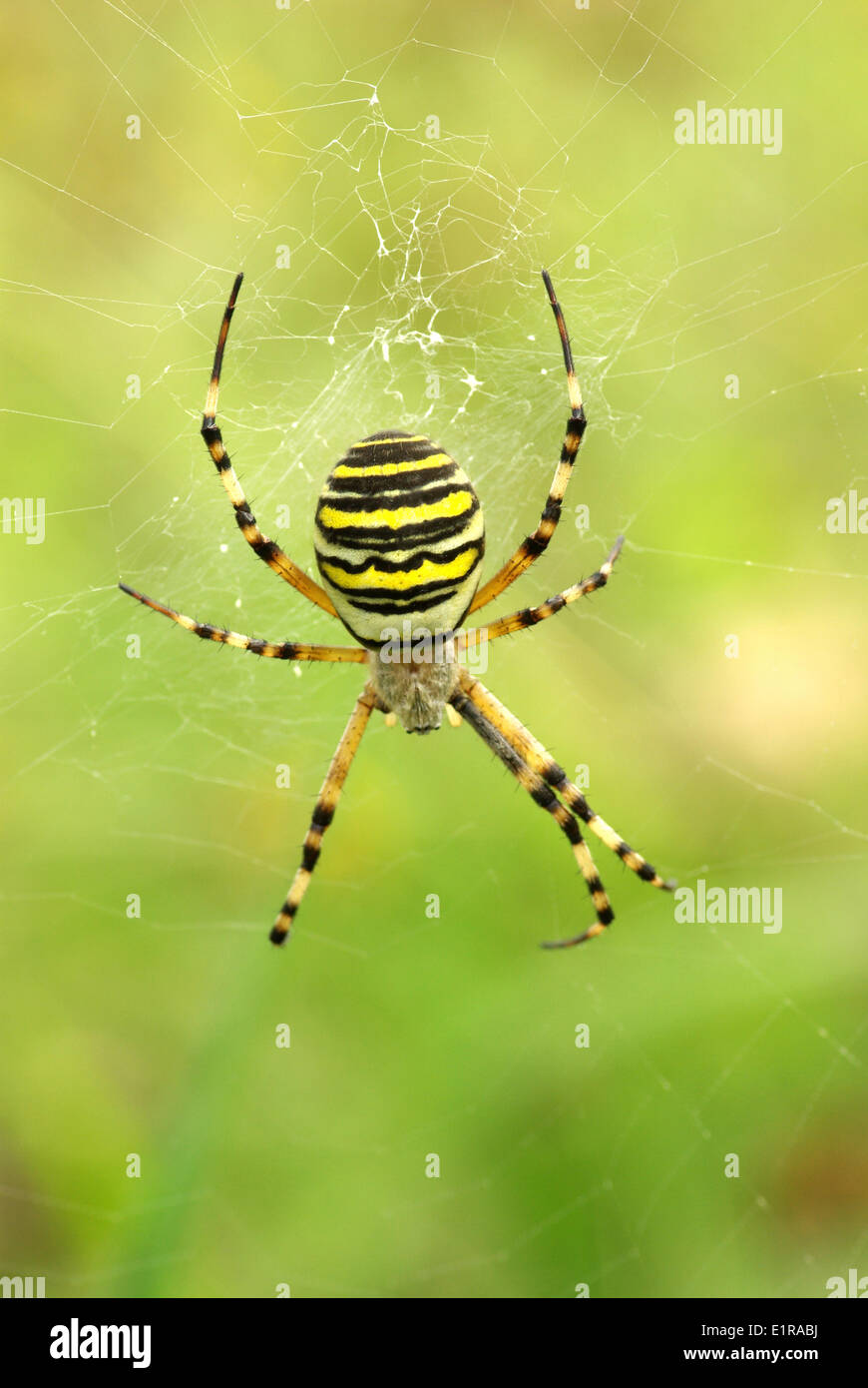 The back side of a Wasp spider in its web Stock Photo - Alamy