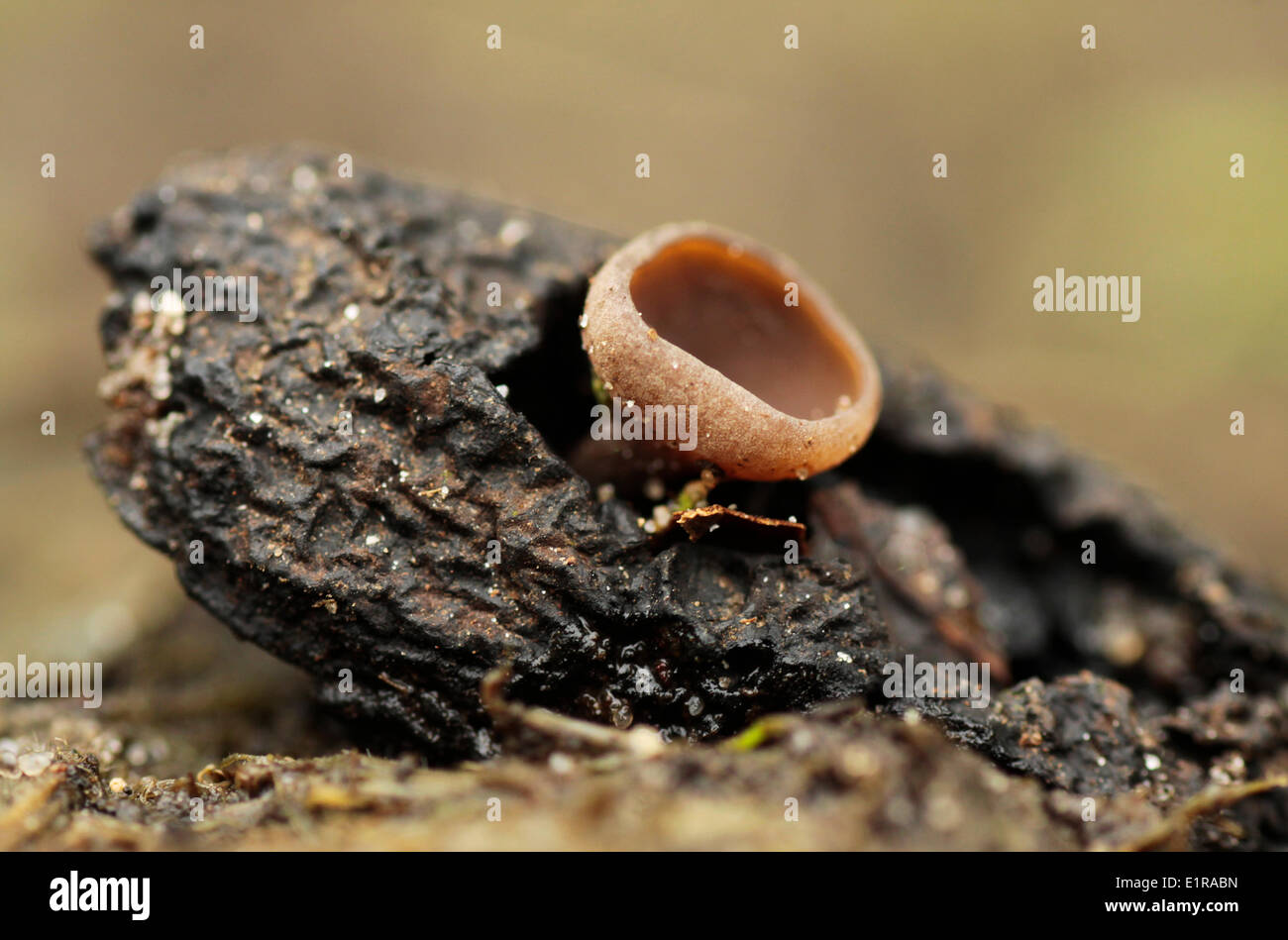 Cup Fungus High Resolution Stock Photography and Images - Alamy