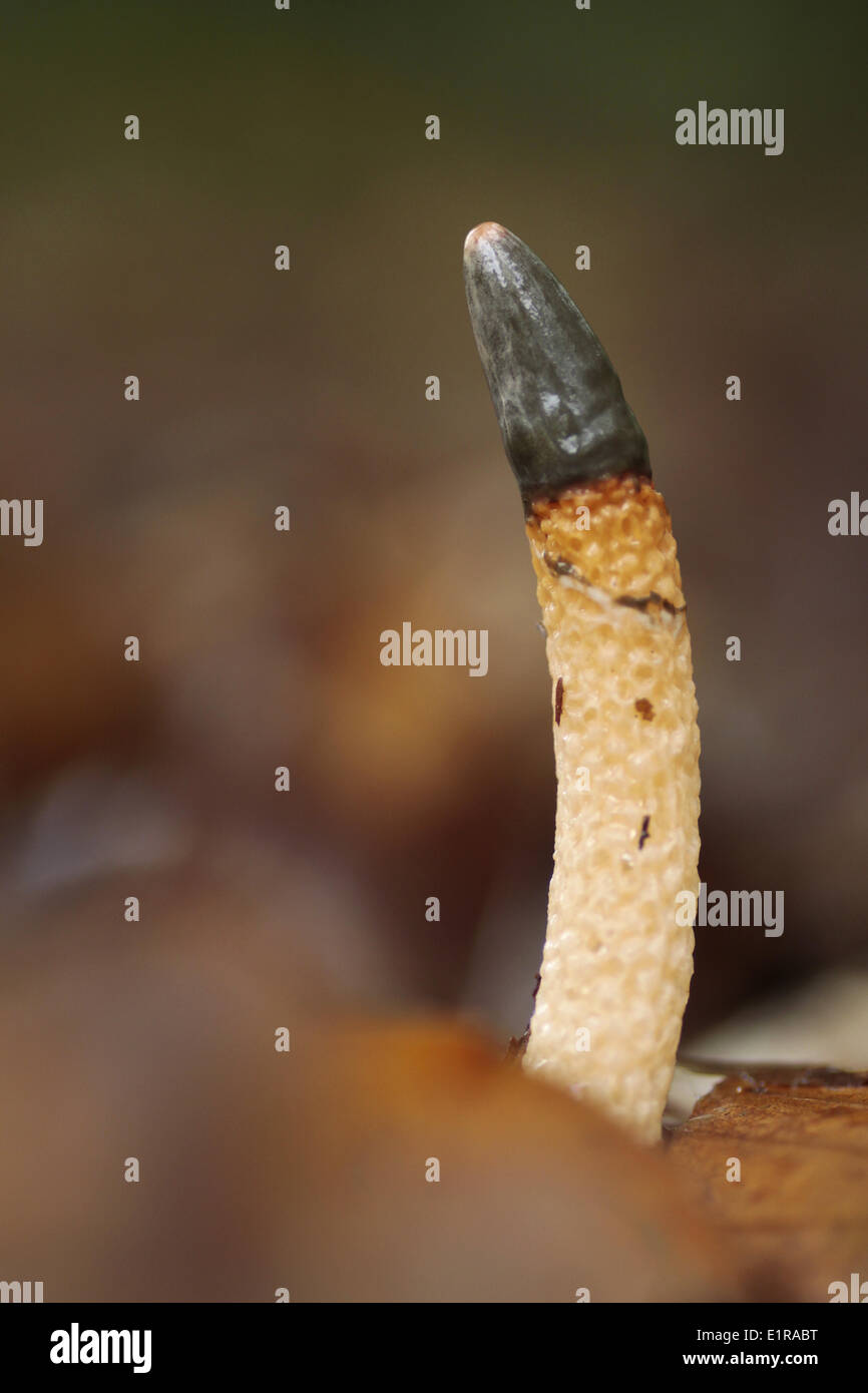 Mutinus caninus dog stinkhorn hi-res stock photography and images - Alamy