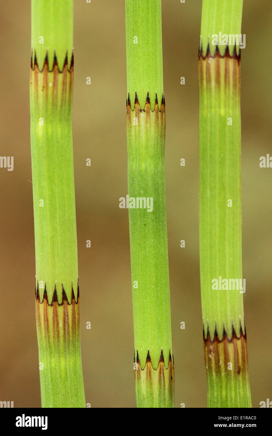 Equisetaceae horsetail family hi-res stock photography and images - Alamy