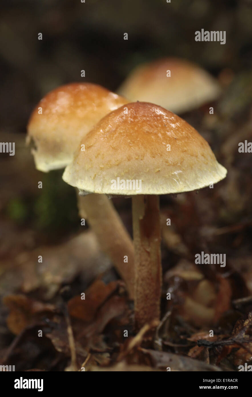 Cinnabar powder hi-res stock photography and images - Alamy