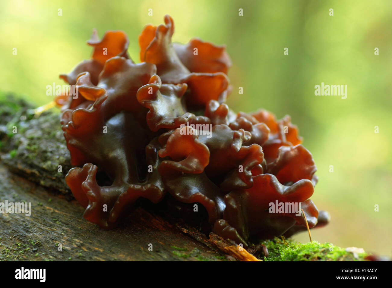 Brown Witch's Butter at the stem of a Sessile oak Stock Photo - Alamy