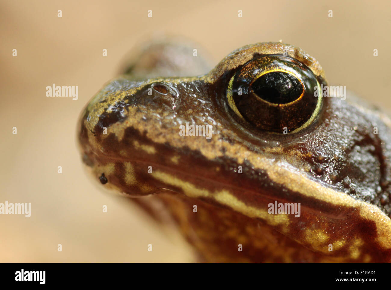 Detail frog hi-res stock photography and images - Alamy
