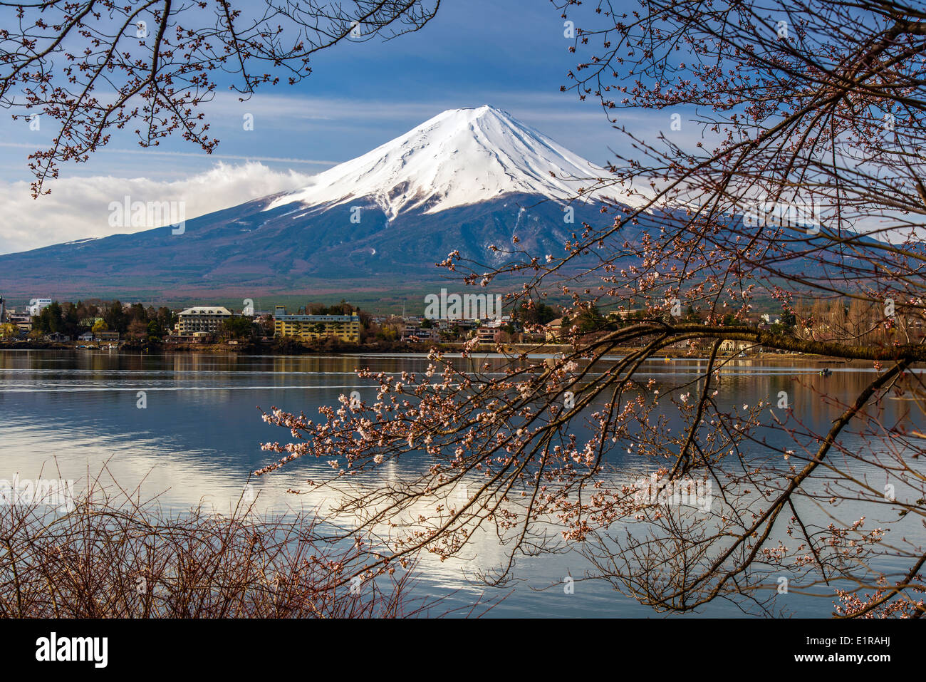 Mount fuji cherry tree hi-res stock photography and images - Alamy