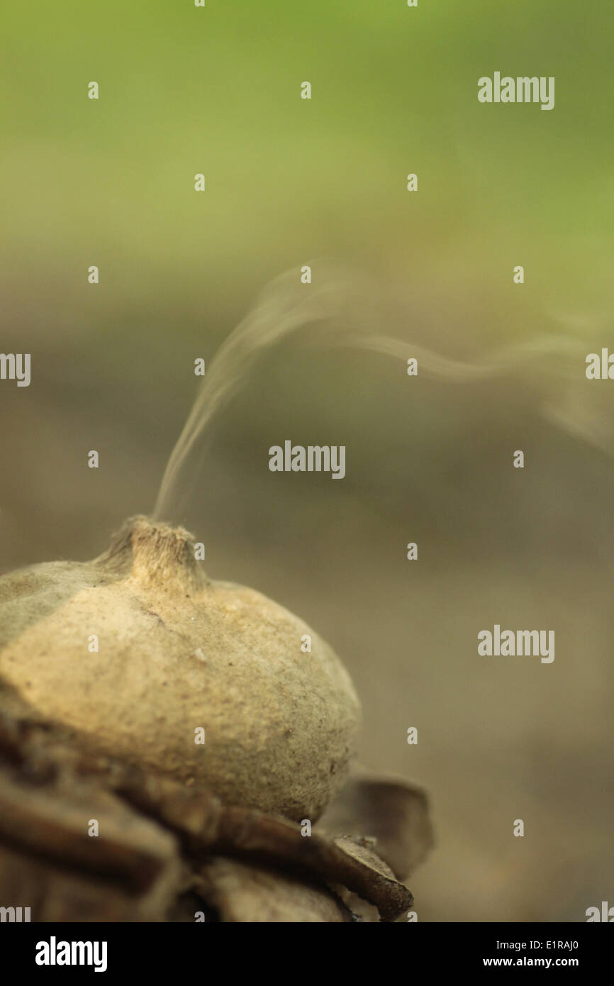 Puffing mushroom hi-res stock photography and images - Alamy