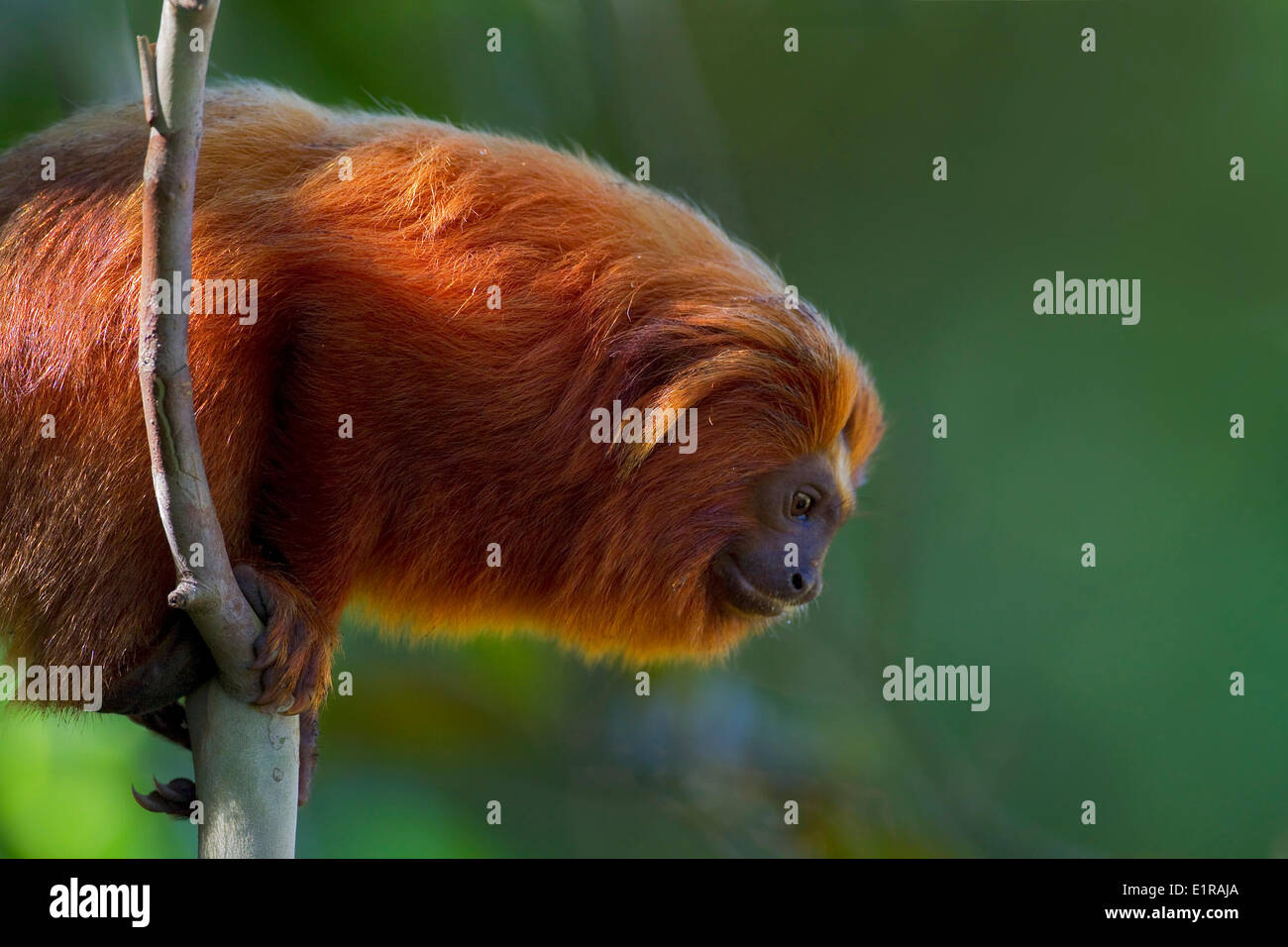 Endangered and very rare Golden lion tamarain in Brazilian jungle Stock ...
