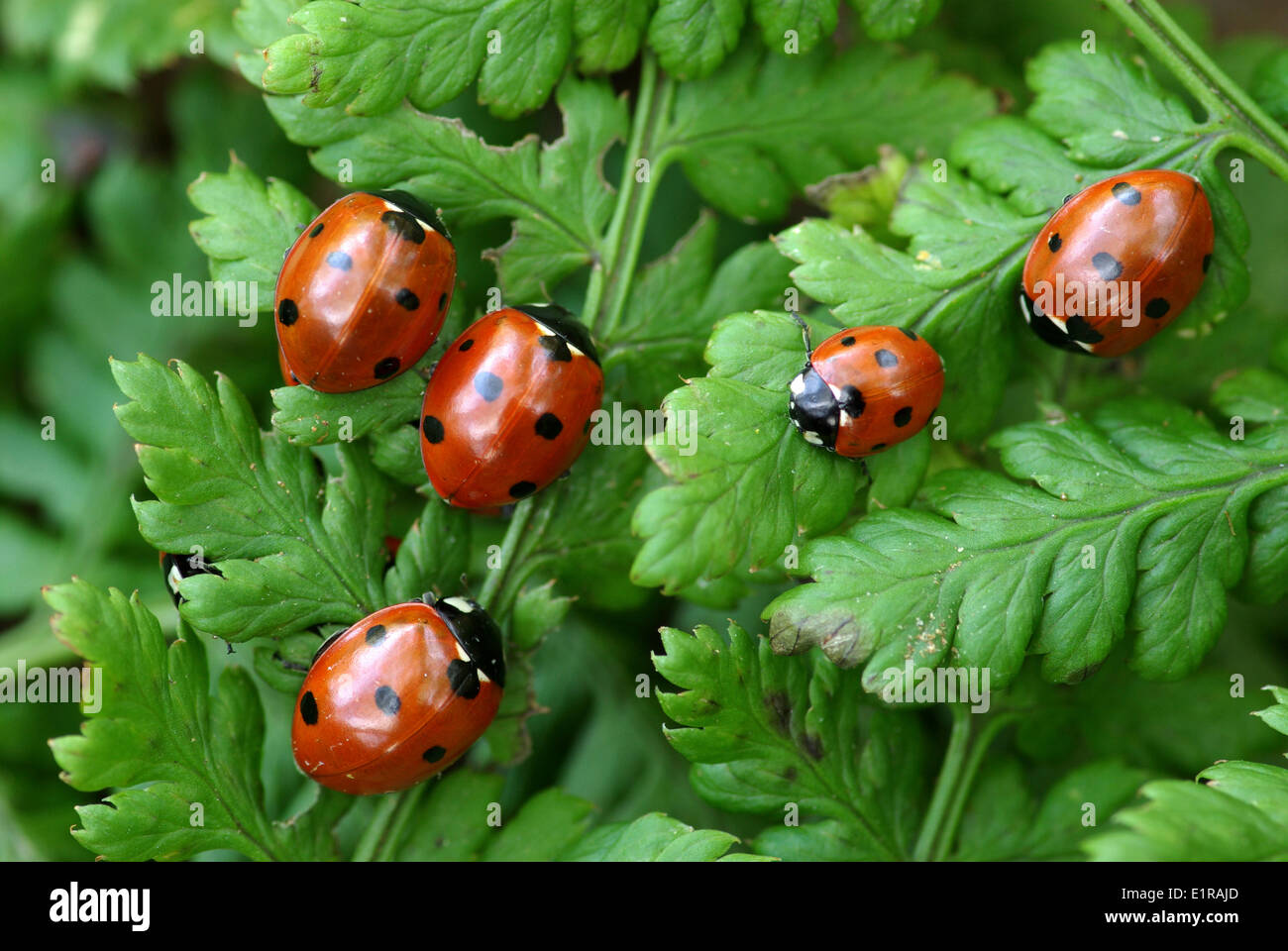 Five Seven-spot Ladybirds on Broad Buckler-fern Stock Photo - Alamy