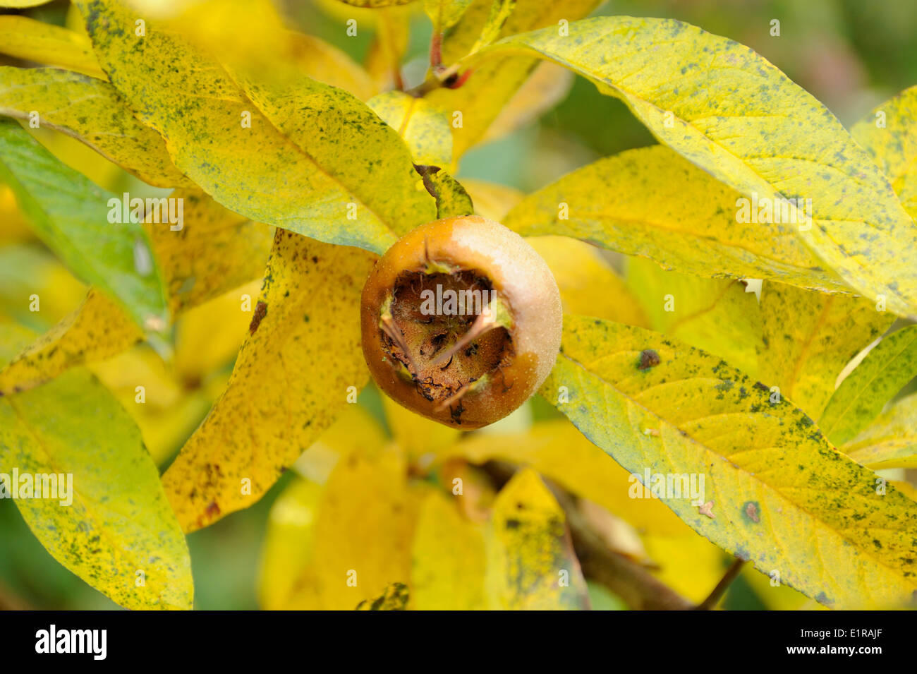 Edge coloring hi-res stock photography and images - Alamy