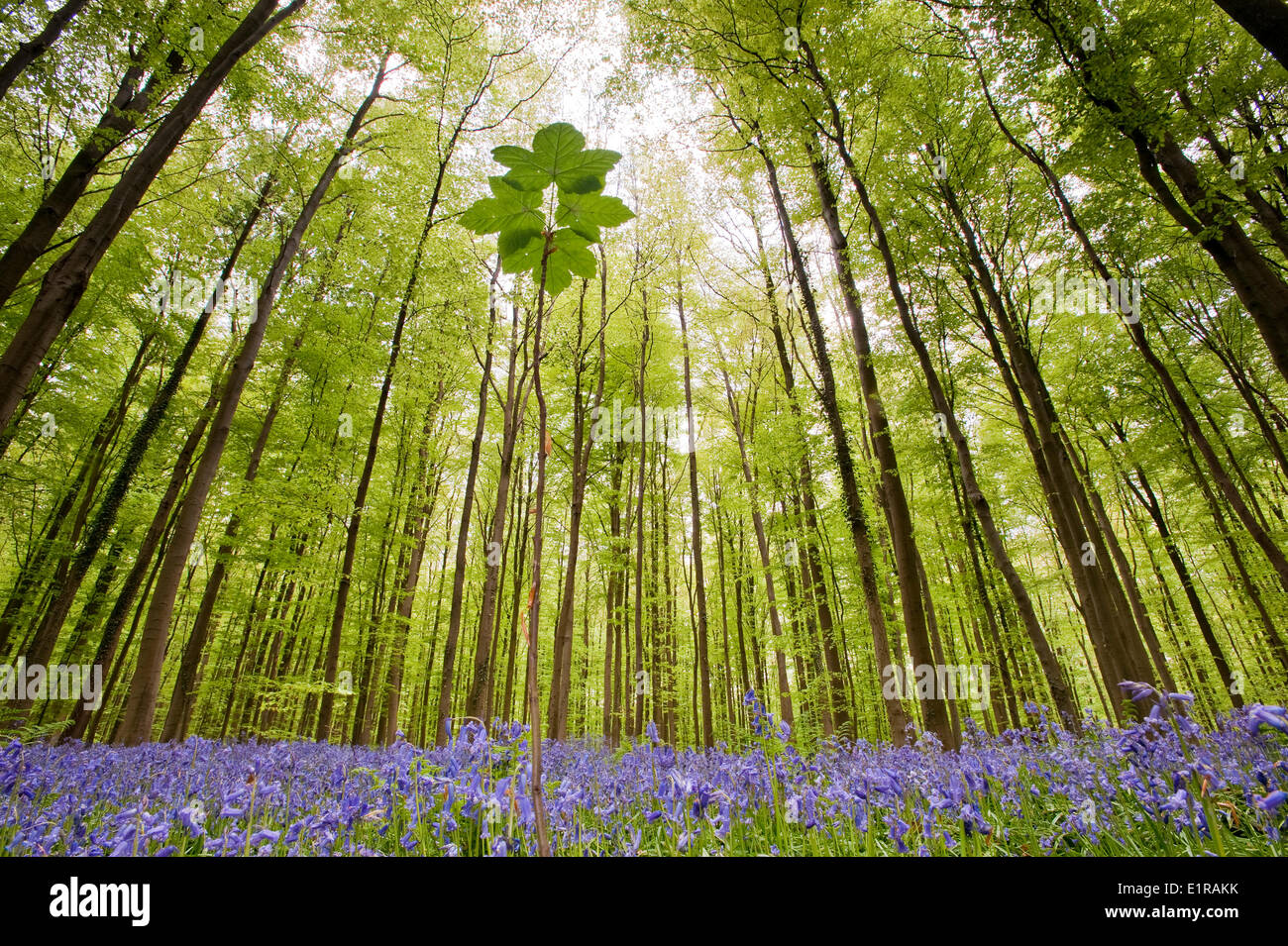 Sycamore forest hi-res stock photography and images - Alamy