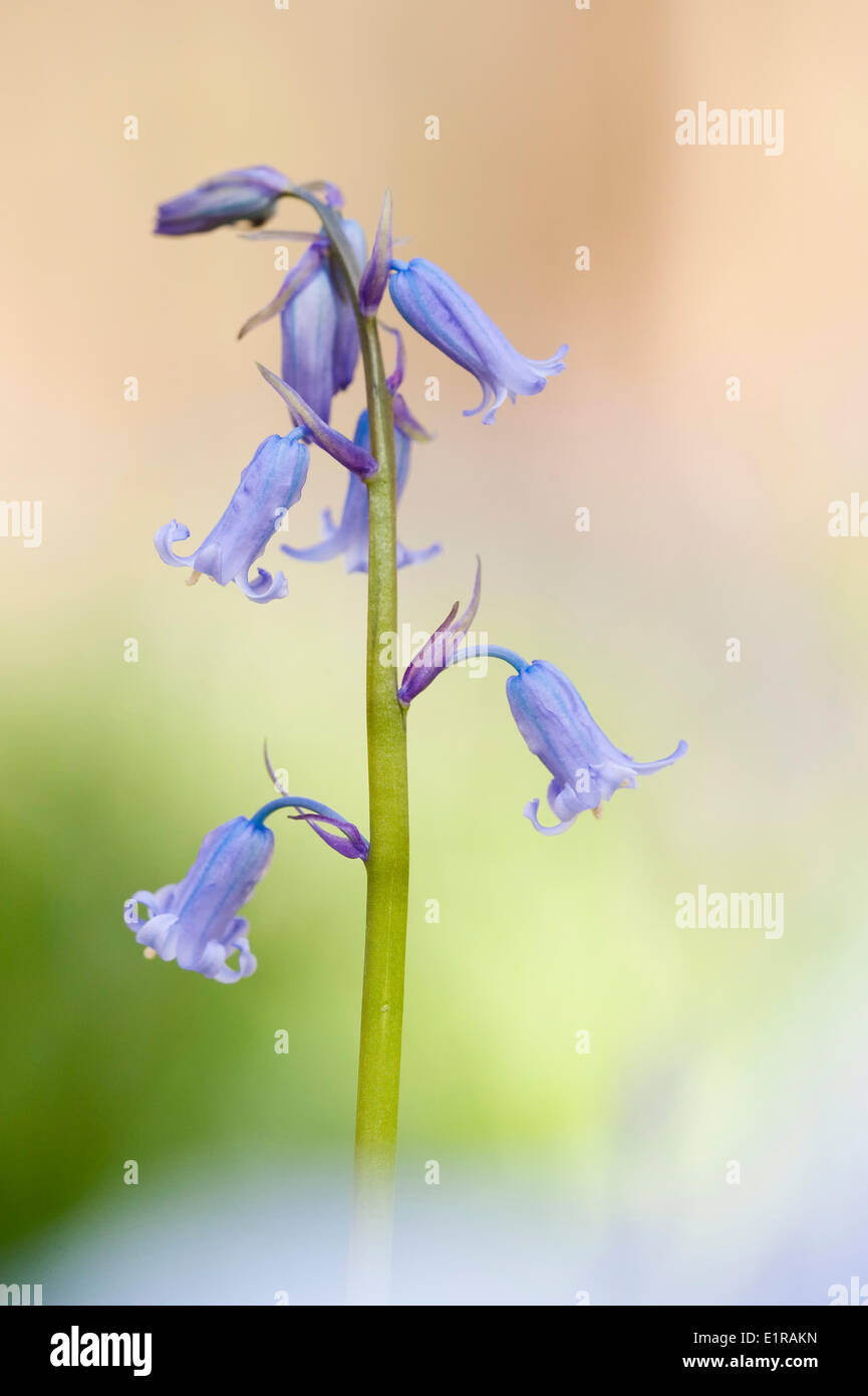 macro of blue bell Stock Photo - Alamy