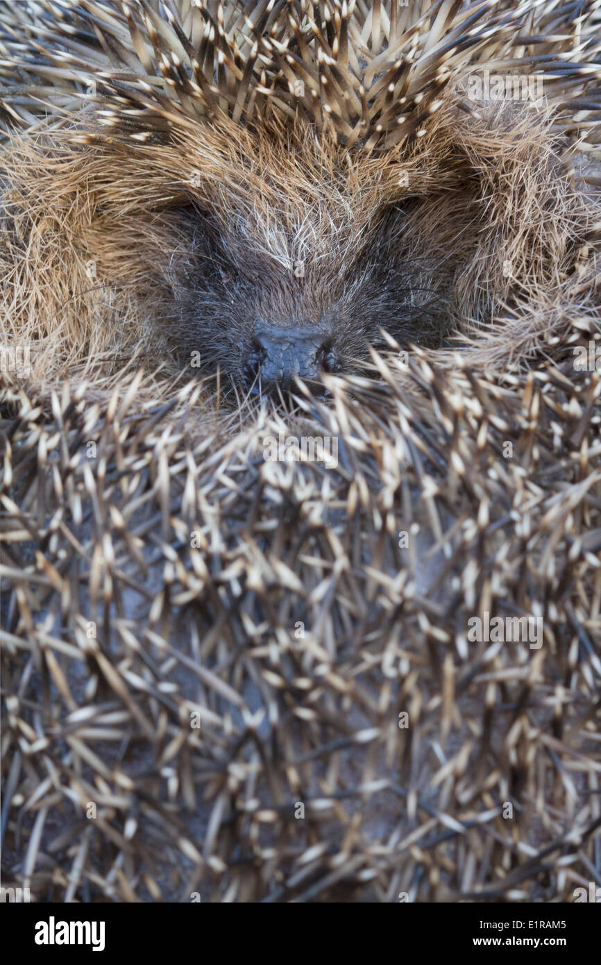Curled up hedgehog hi-res stock photography and images - Alamy