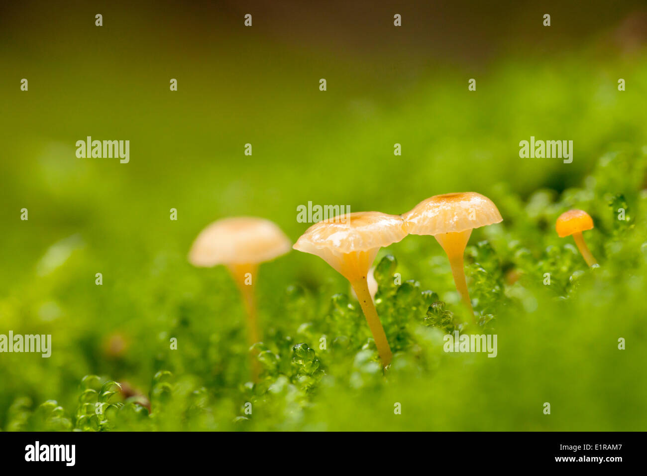 Rickenella fibula is a small fungus thas grows amongst moss in forests ...