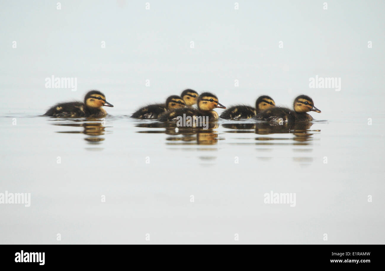 Juvenile mallards hi-res stock photography and images - Alamy