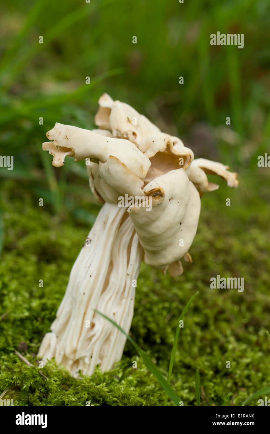 White saddle hi-res stock photography and images - Alamy