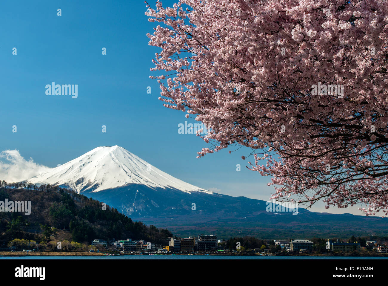Mount Fuji with blooming cherry tree as seen from Lake Kawaguchi ...