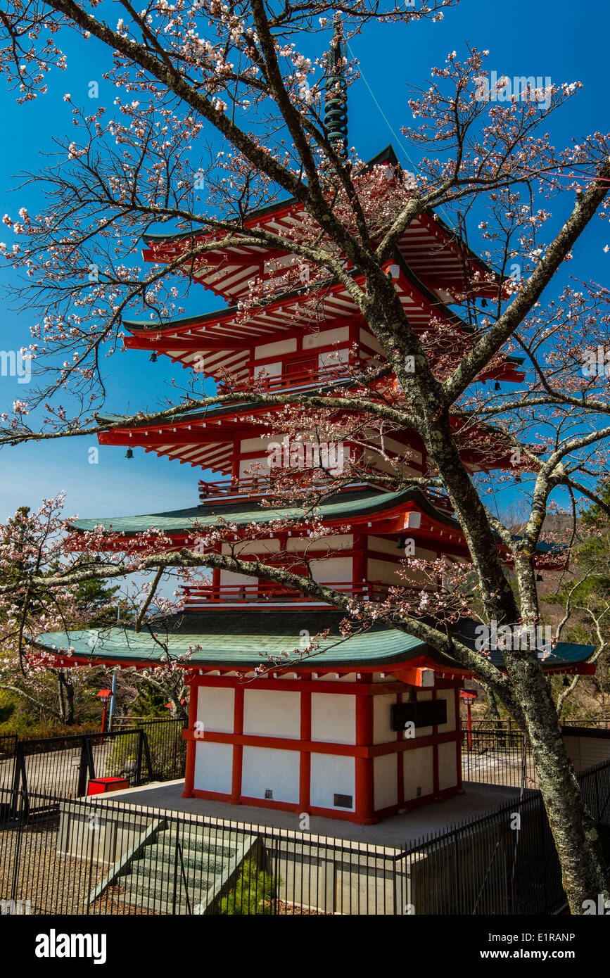 Japanese pagoda tree hi-res stock photography and images - Alamy