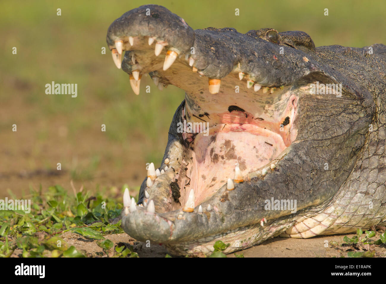 Nile crocodile mouth open hi-res stock photography and images - Alamy