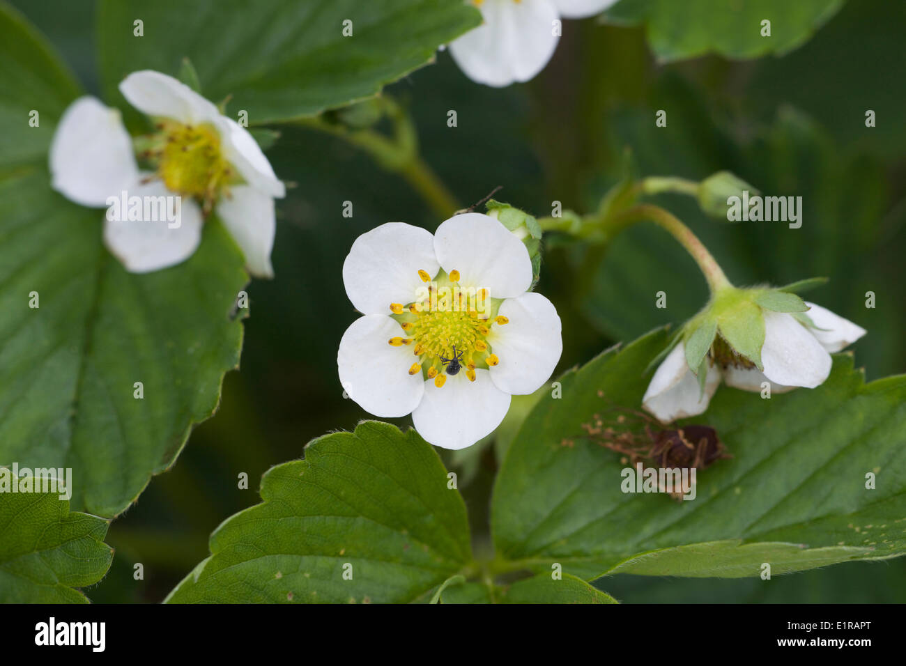 The flowers of a Strawberry Stock Photo - Alamy