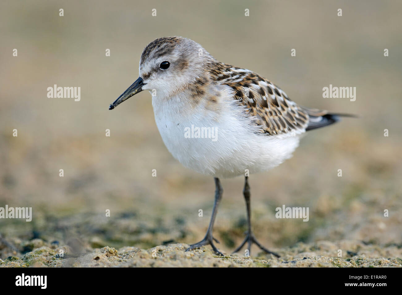 Stilt little animal hi-res stock photography and images - Alamy