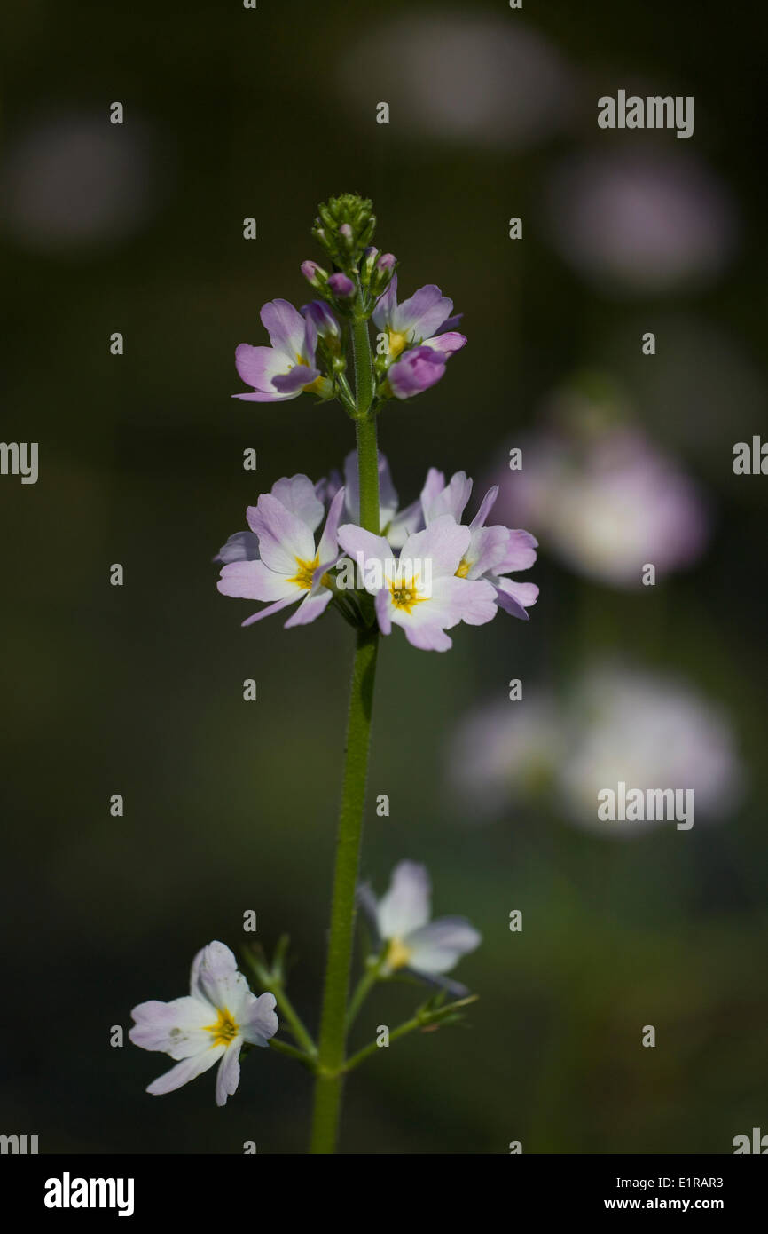 Water violet hi-res stock photography and images - Alamy