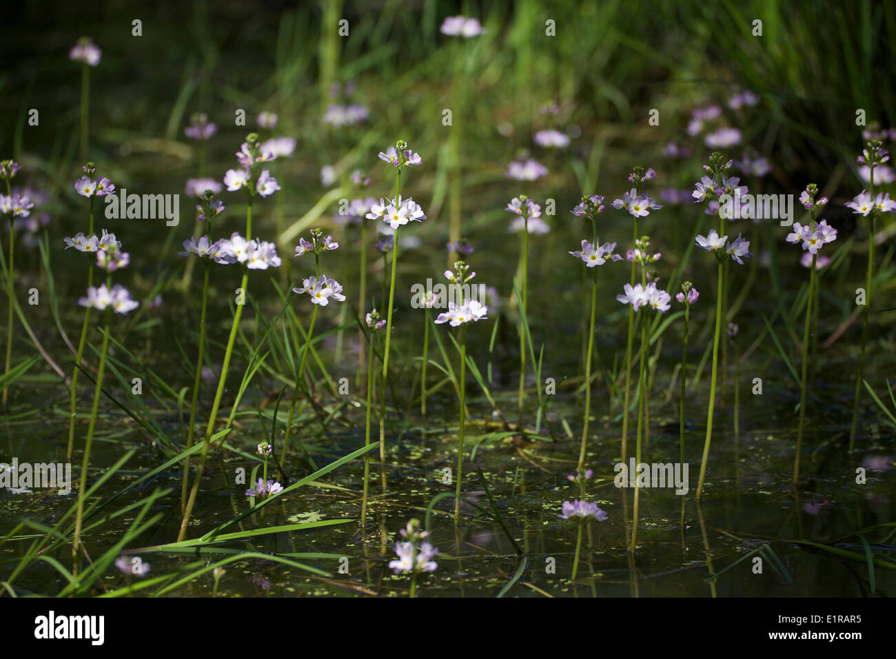 Water violet hi-res stock photography and images - Alamy