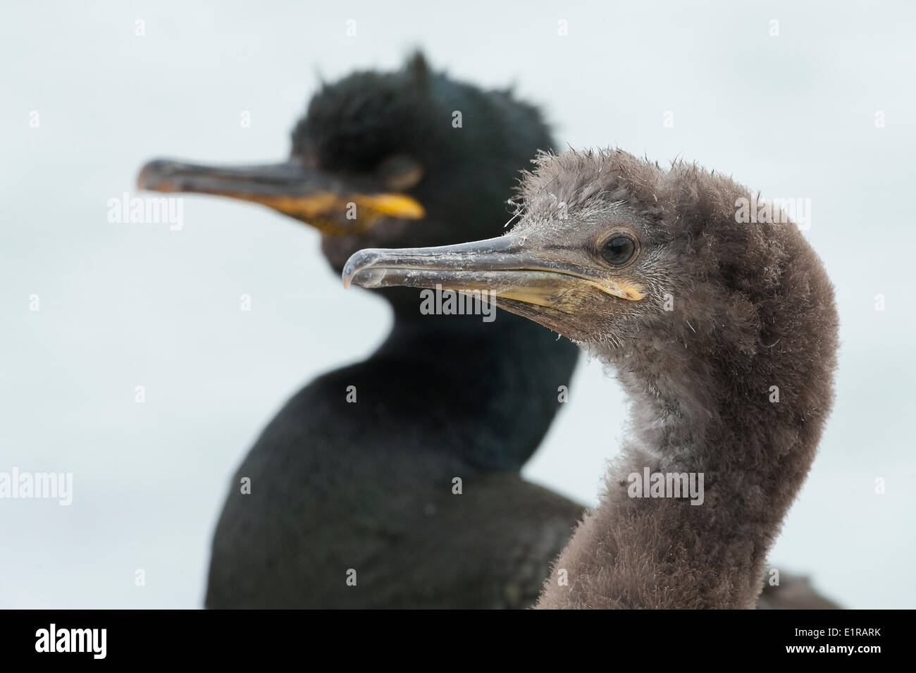 Juvenile shag hi-res stock photography and images - Alamy