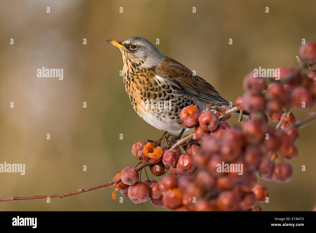 Fieldfare feeding on fruit of a crab apple tree Stock Photo - Alamy