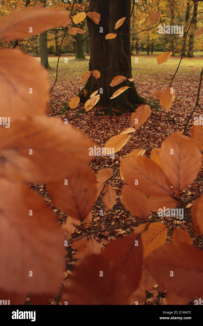 Autumn leaves of a Red Beech Stock Photo - Alamy