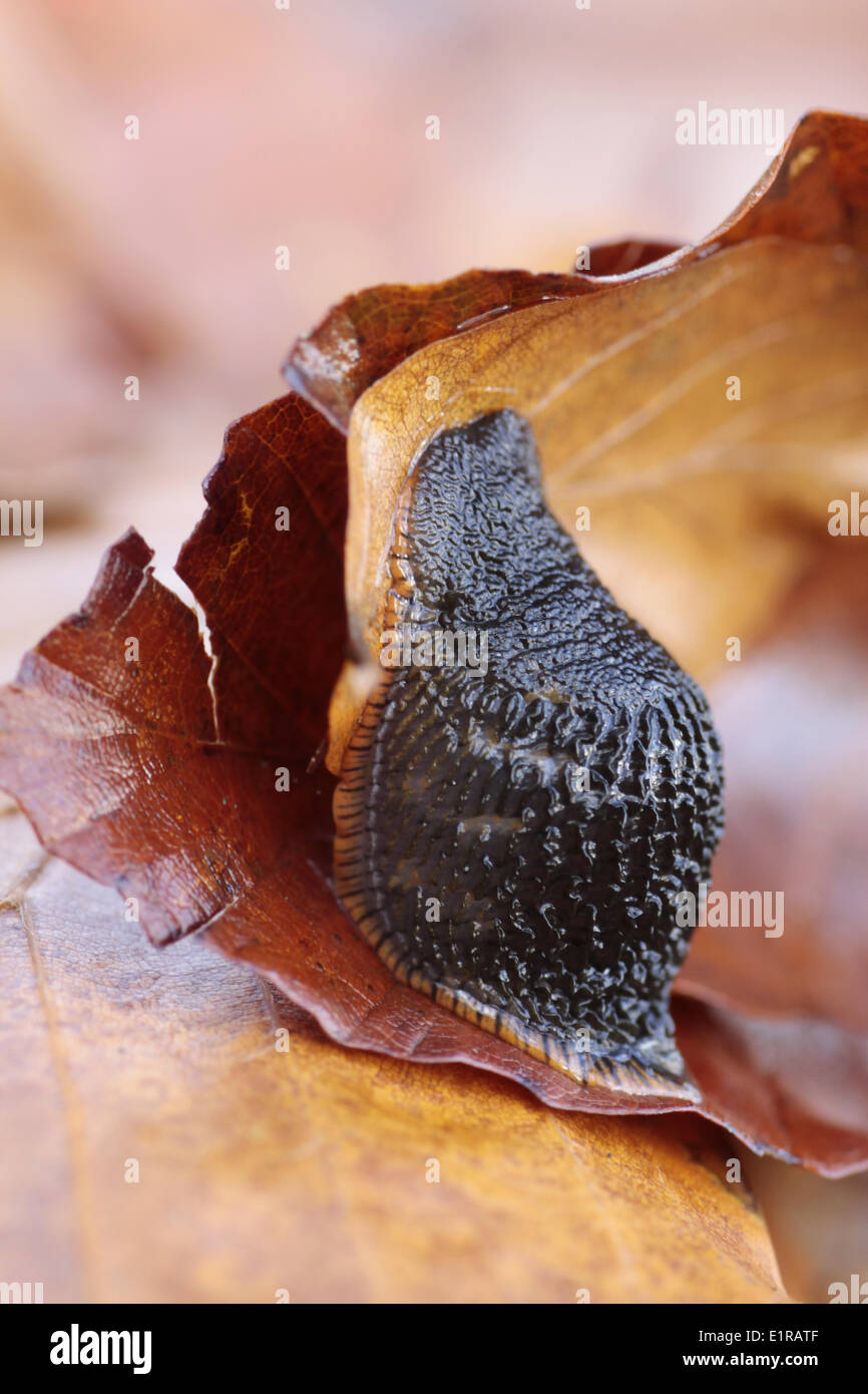 Slug Leaves High Resolution Stock Photography and Images - Alamy