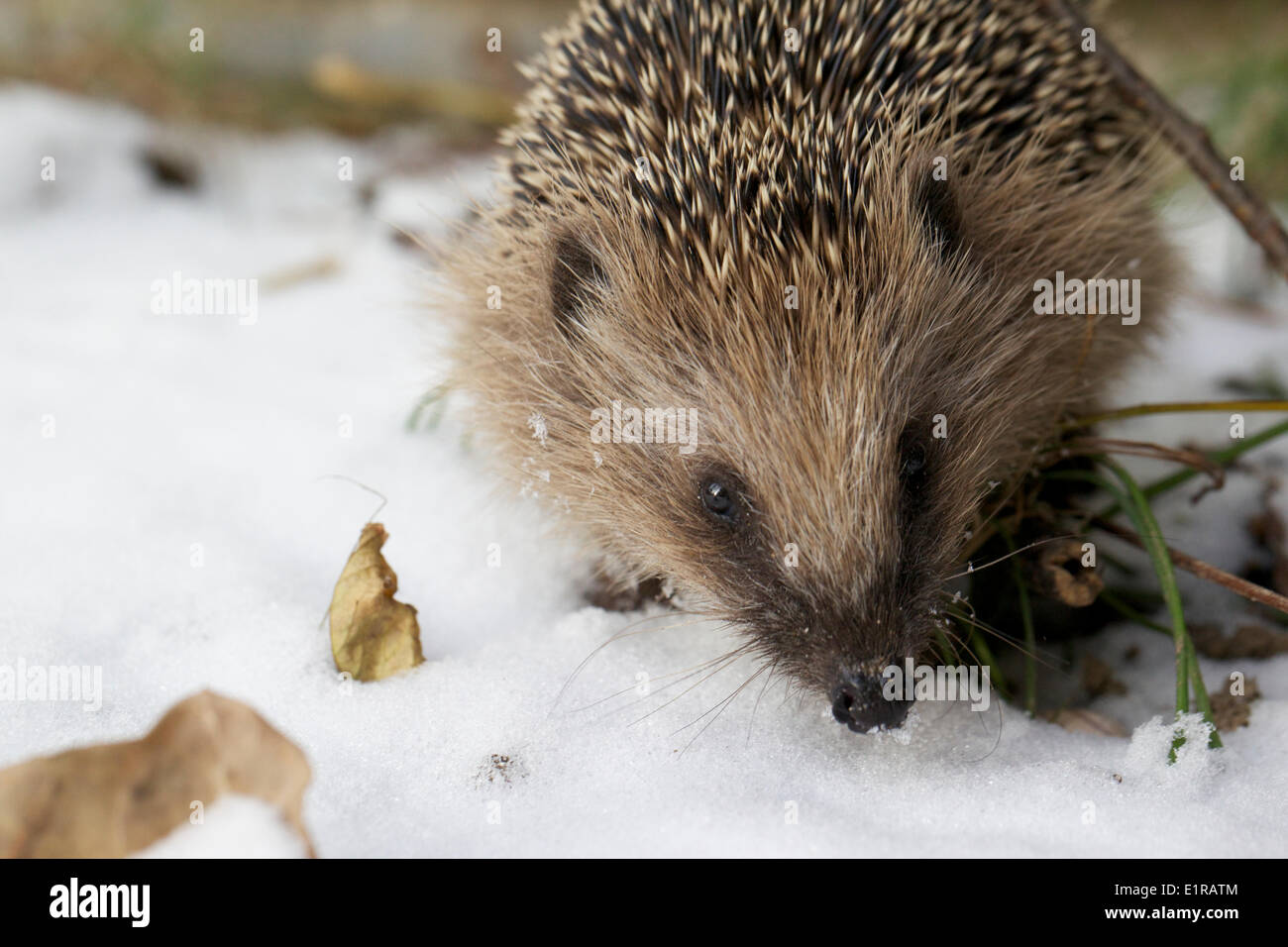 Hedgehog in winter hi-res stock photography and images - Alamy