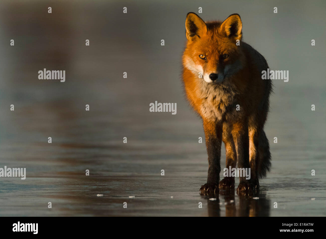 Red fox on ice hi-res stock photography and images - Alamy