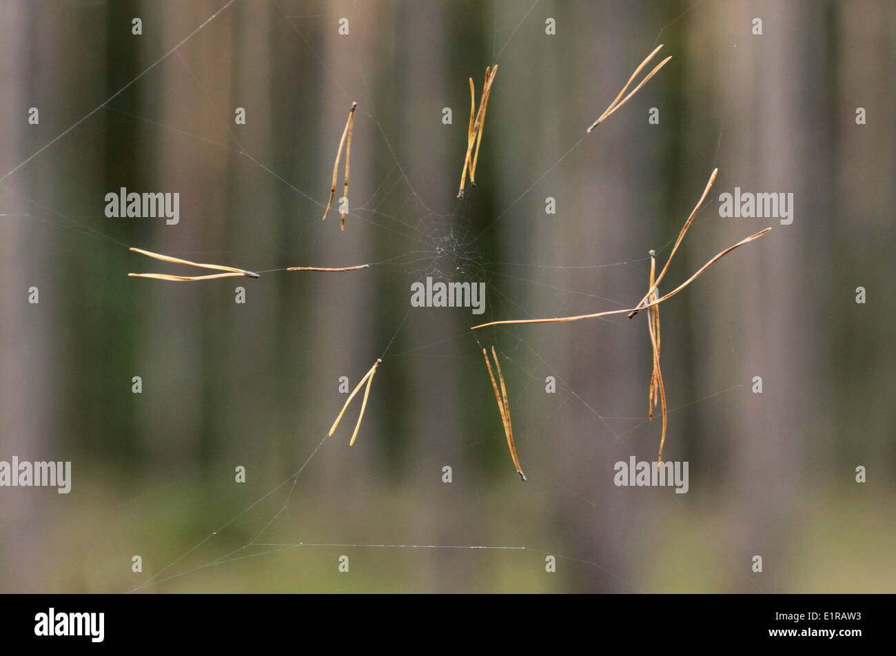 Spider development hi-res stock photography and images - Alamy