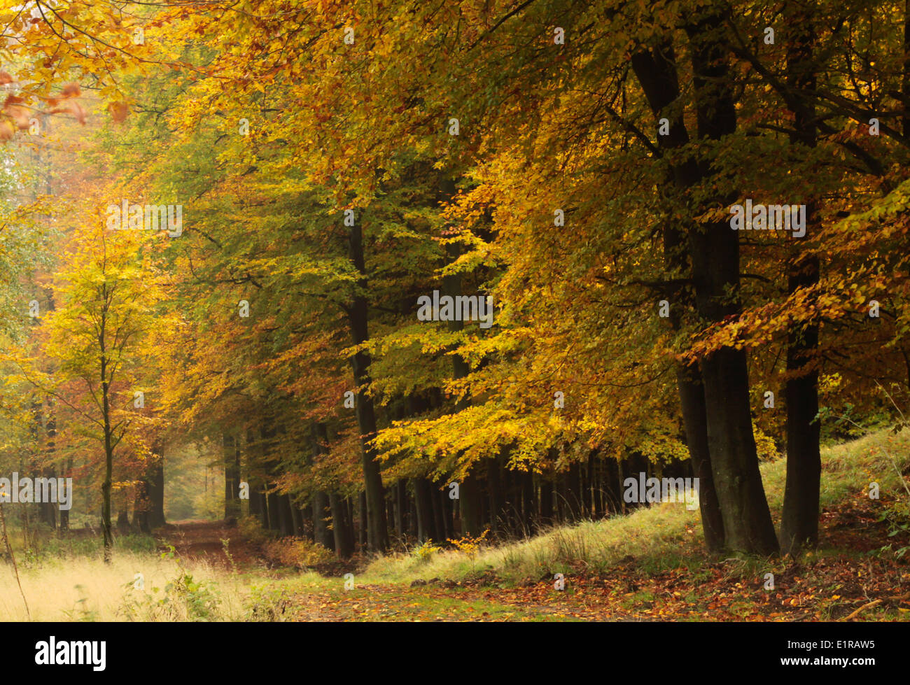 Walking path and an ancestral mound in a beech forest at autumn Stock ...