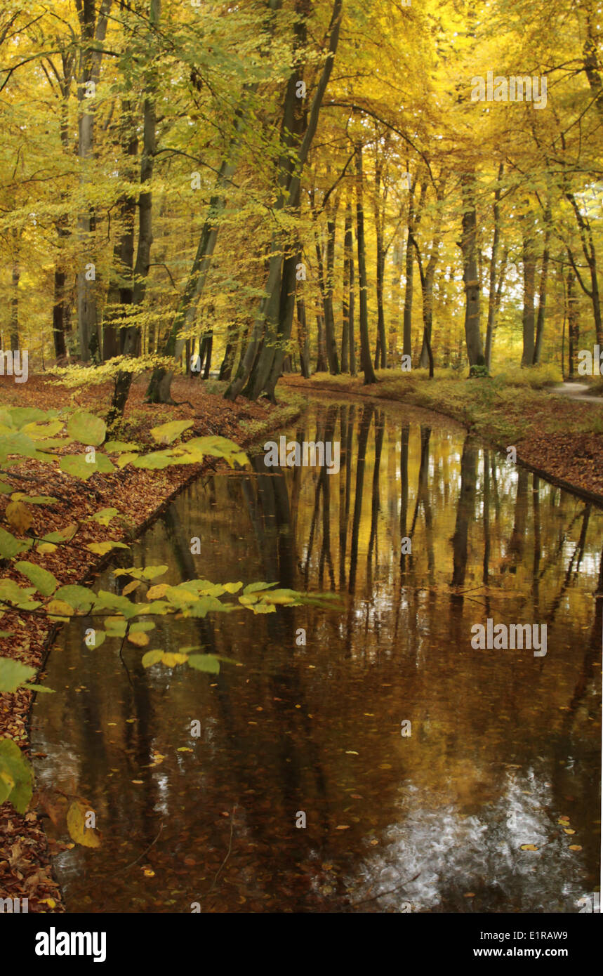 Beech forest beside a brook, during autumn Stock Photo - Alamy