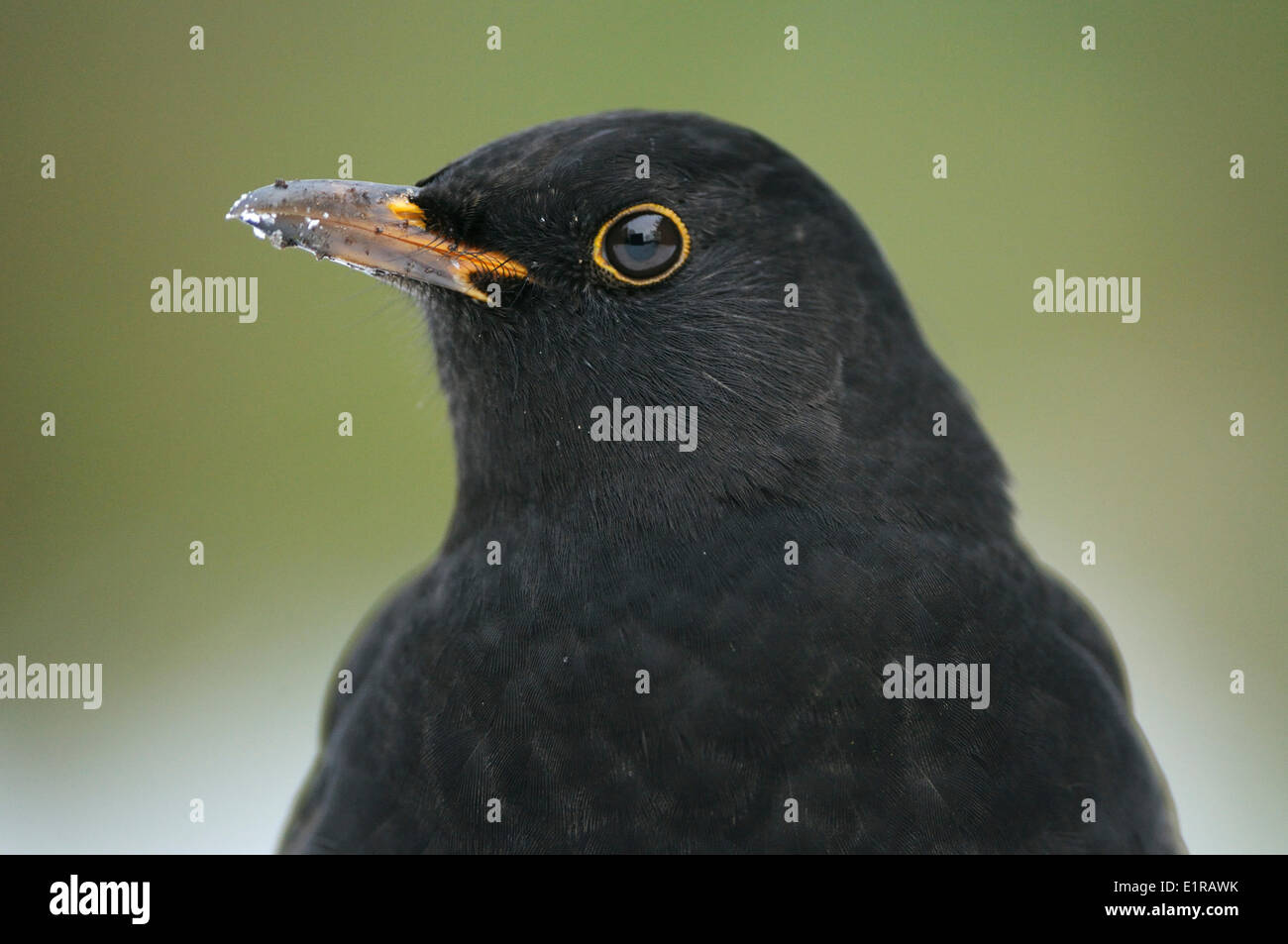 Headshot of a first winter male Blackbird Stock Photo - Alamy