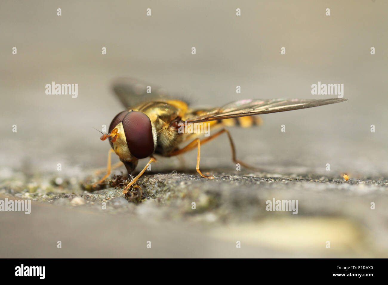 Hoverfly compound eyes hi-res stock photography and images - Alamy