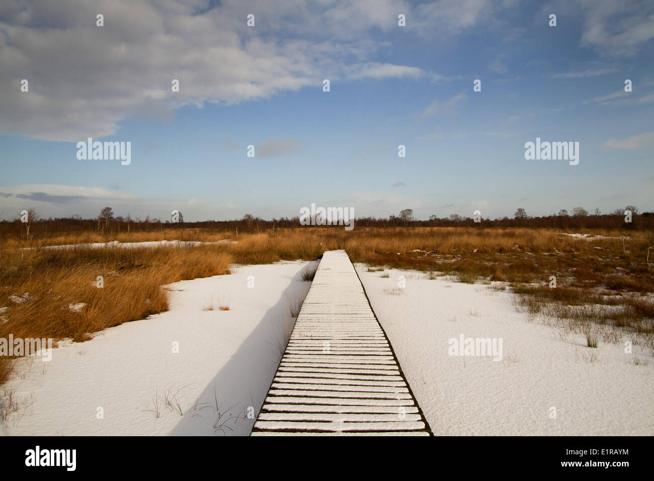 wooden bridge crossing the wetlands of the moors Stock Photo - Alamy