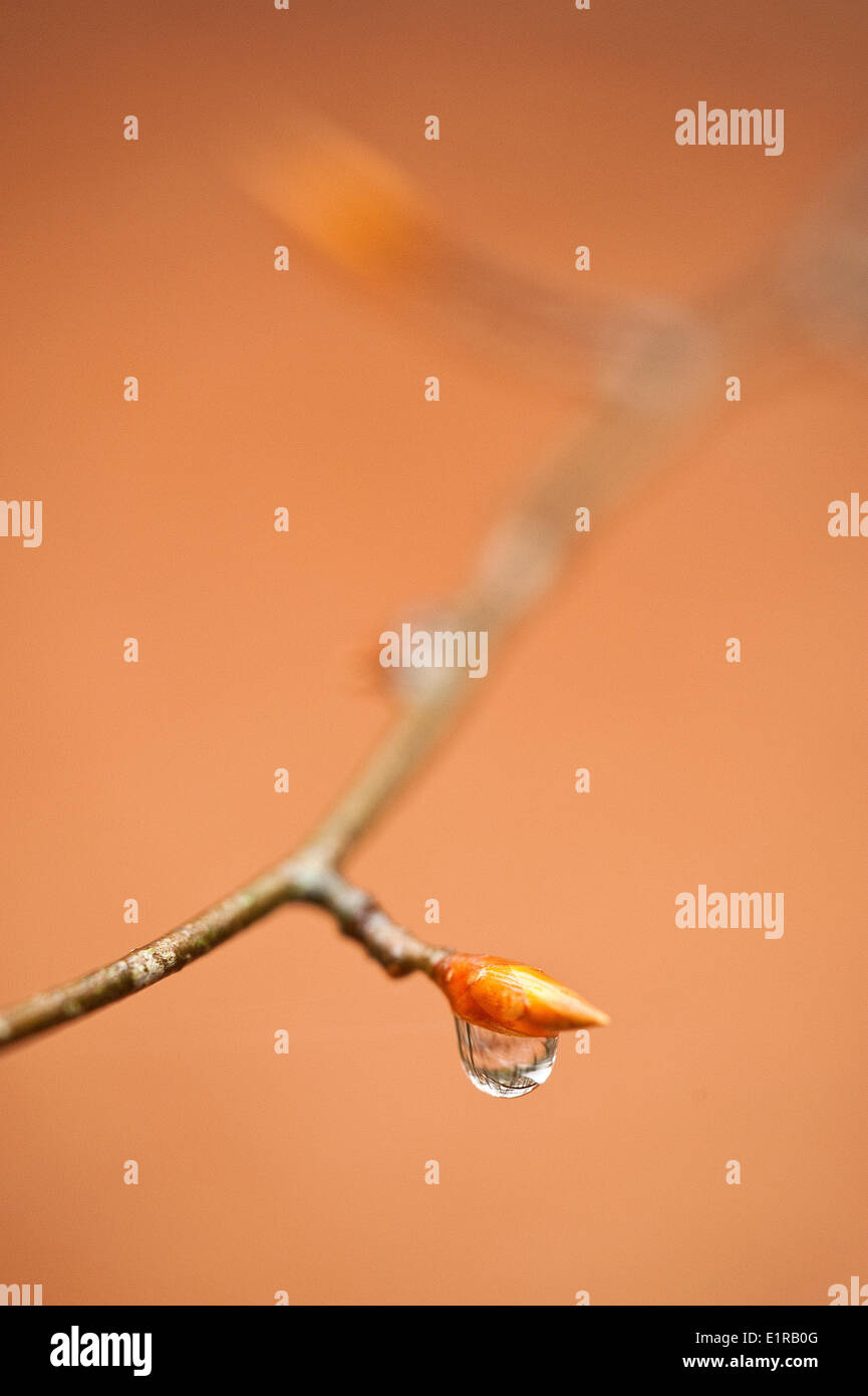 Beech twig hi-res stock photography and images - Alamy
