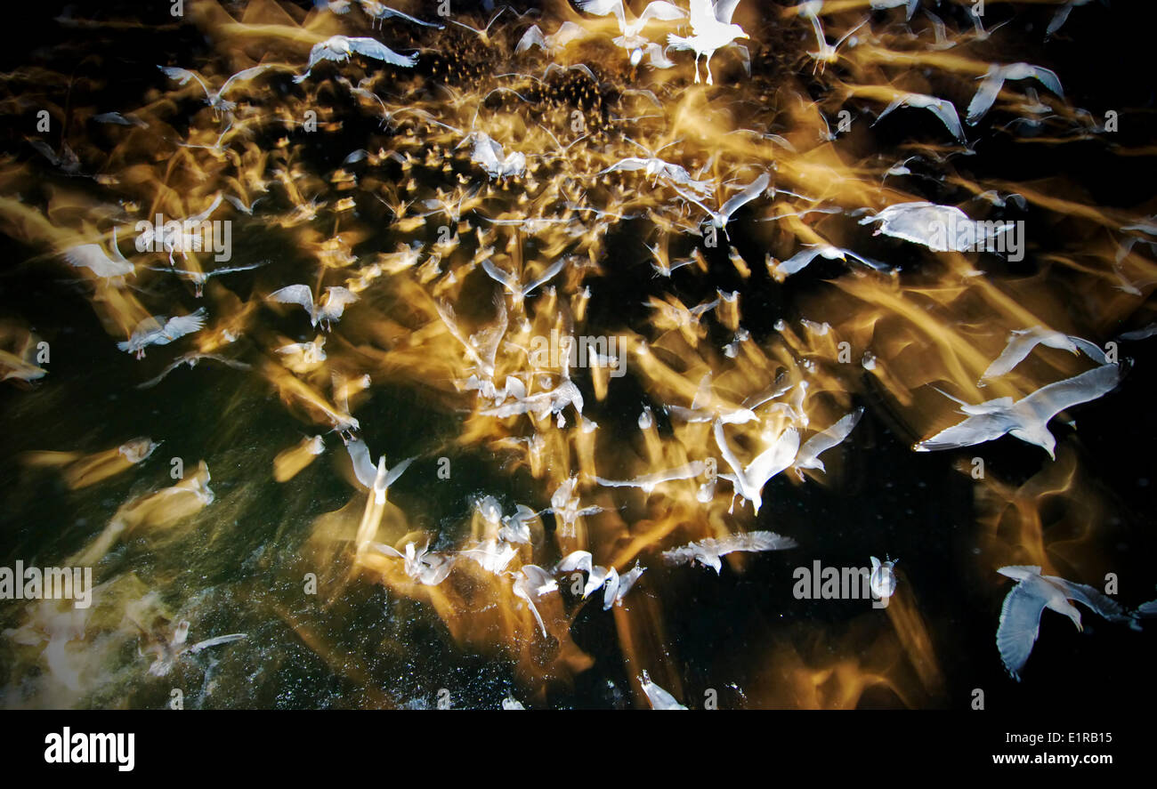 This picture shows thousands of gulls, following a vessel that is ...