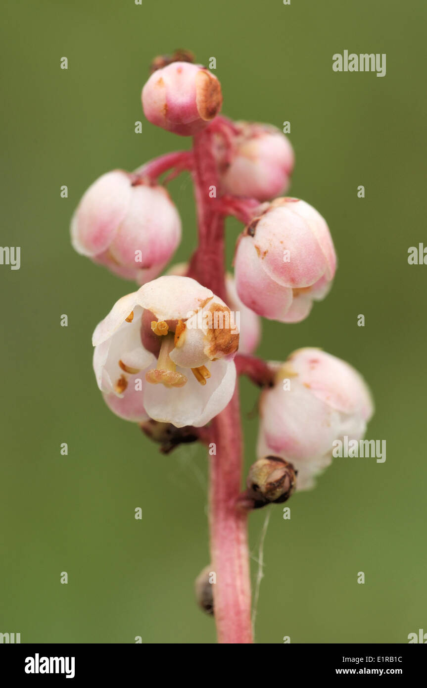 Stalk and small pink flowers of common wintergreen Stock Photo - Alamy