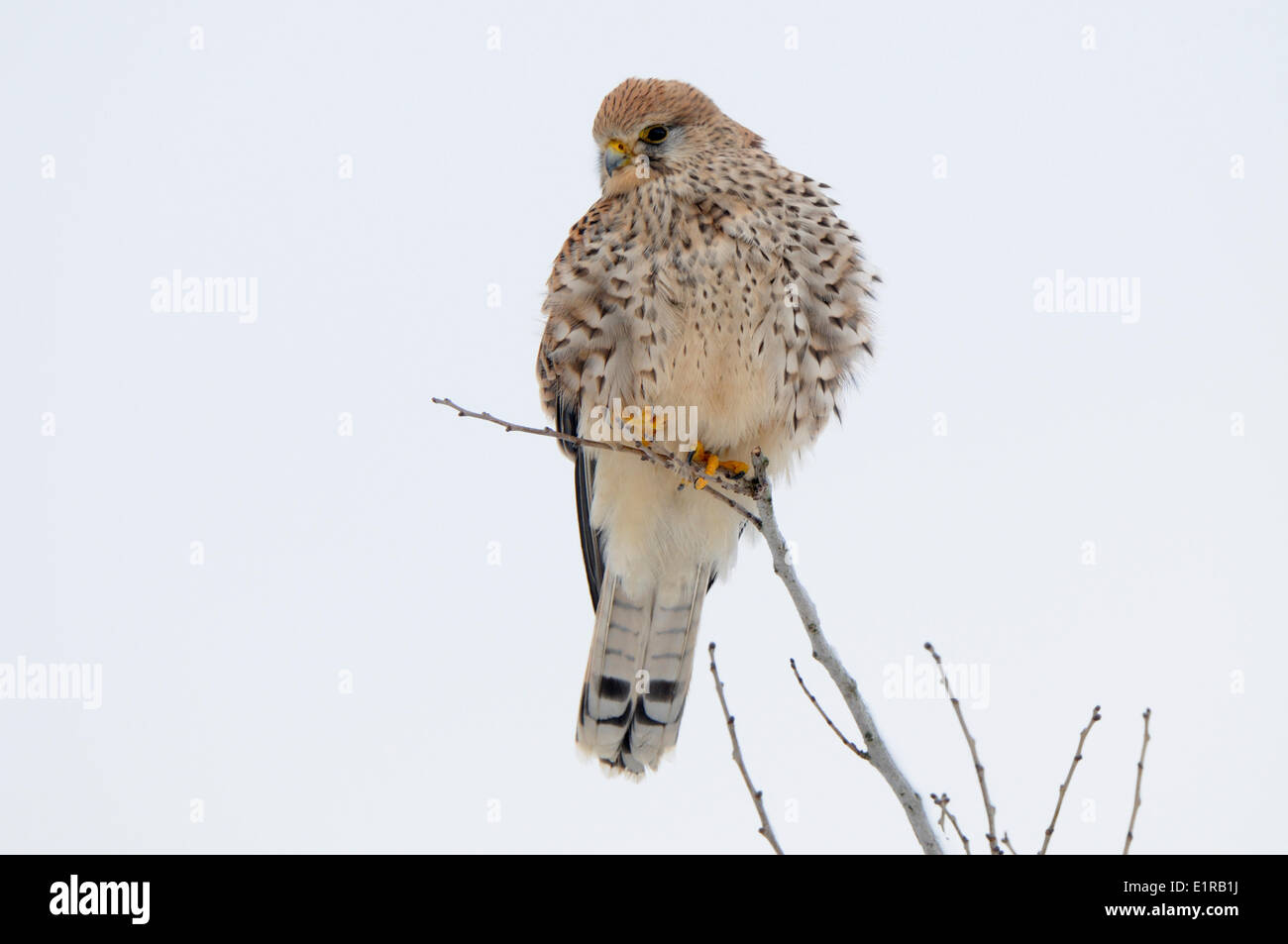 Female kestrel in tree top hi-res stock photography and images - Alamy