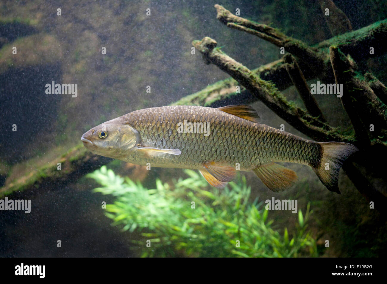 Sea Branch Underwater Cartoon Coral Branch Underwater Vector Plant