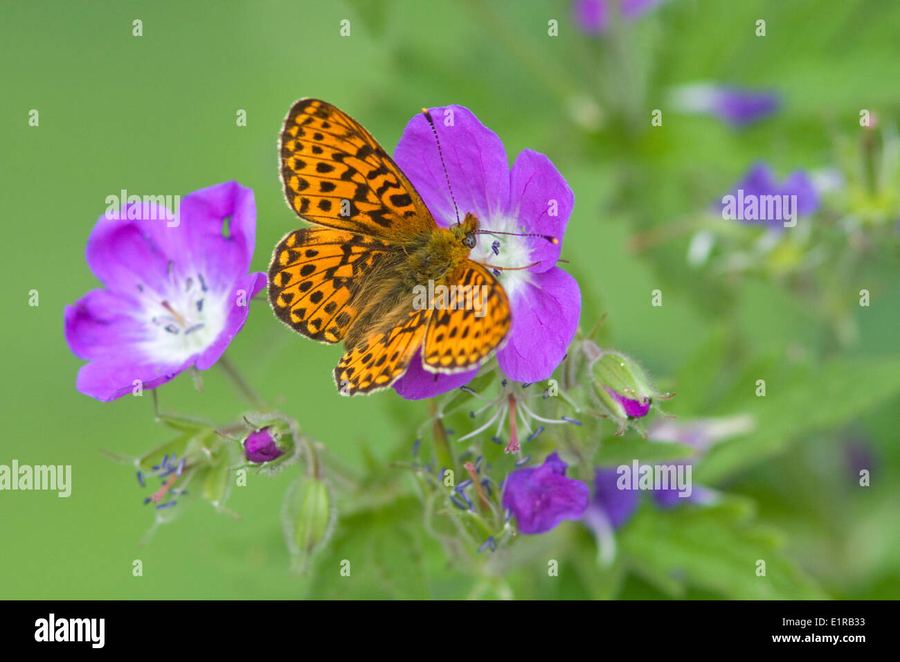 Pearl bordered hi-res stock photography and images - Alamy